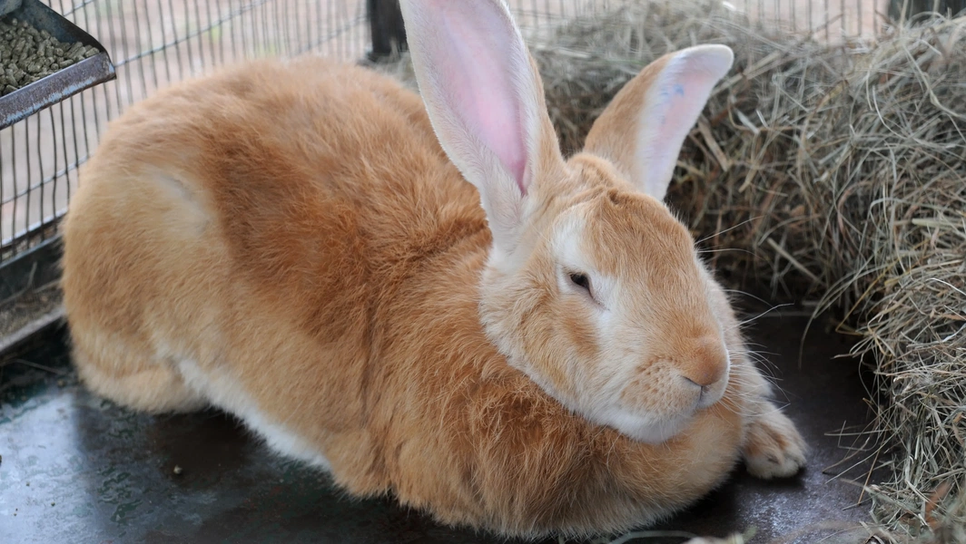 10 fascinating rabbit breeds from giant to dwarf