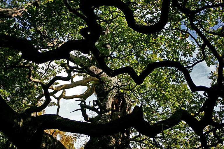 Robin Hood’s famed Sherwood Forest 1,200-year-old oak tree declared dead