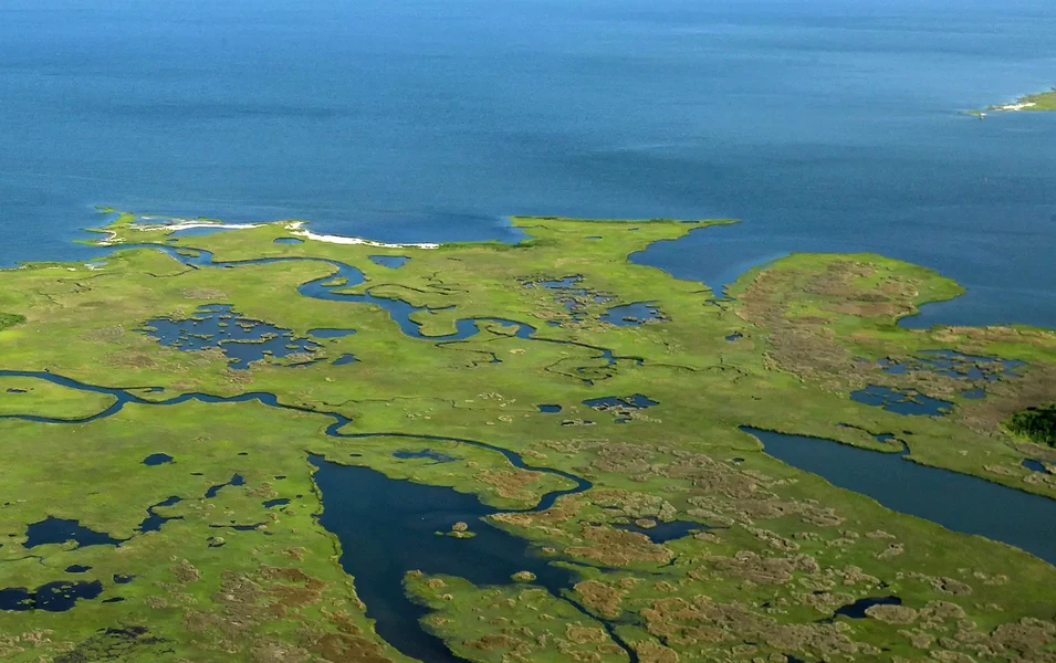 Scientists find plastic hotspots in Chesapeake Bay marshes
