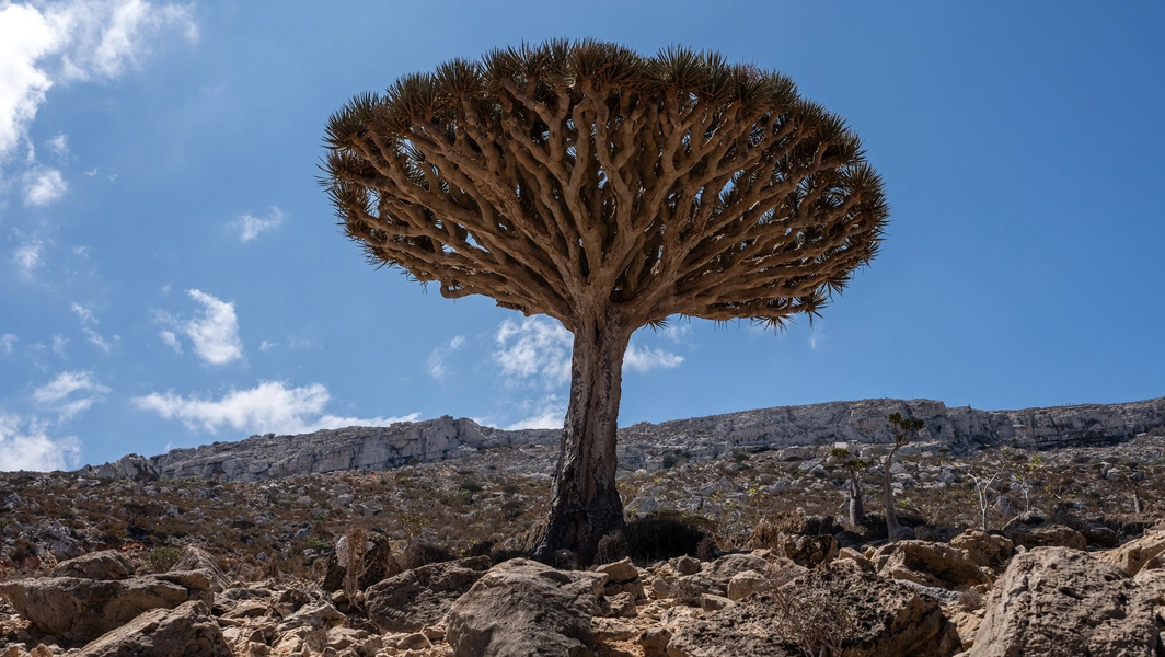 Socotra’s unique landscapes, wildlife, and culture