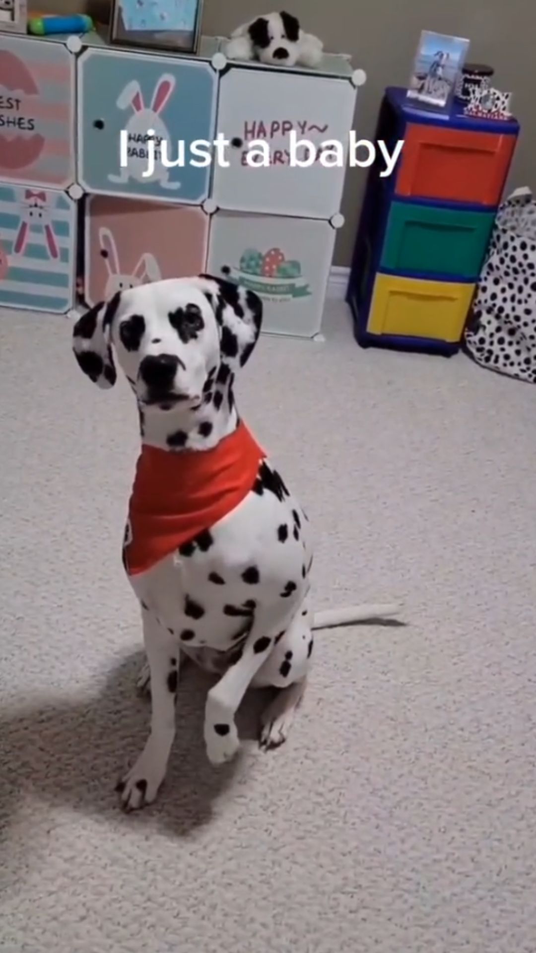 Funny pet moment dog ignoring mom and destroying toys