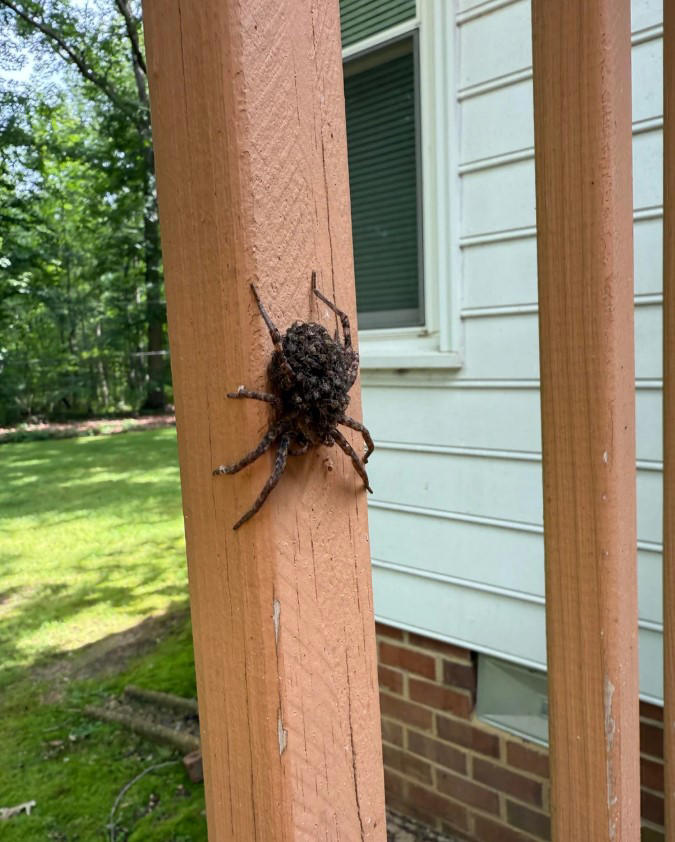 'I need answers': Virginia parent finds wolf spider carrying dozens of ...