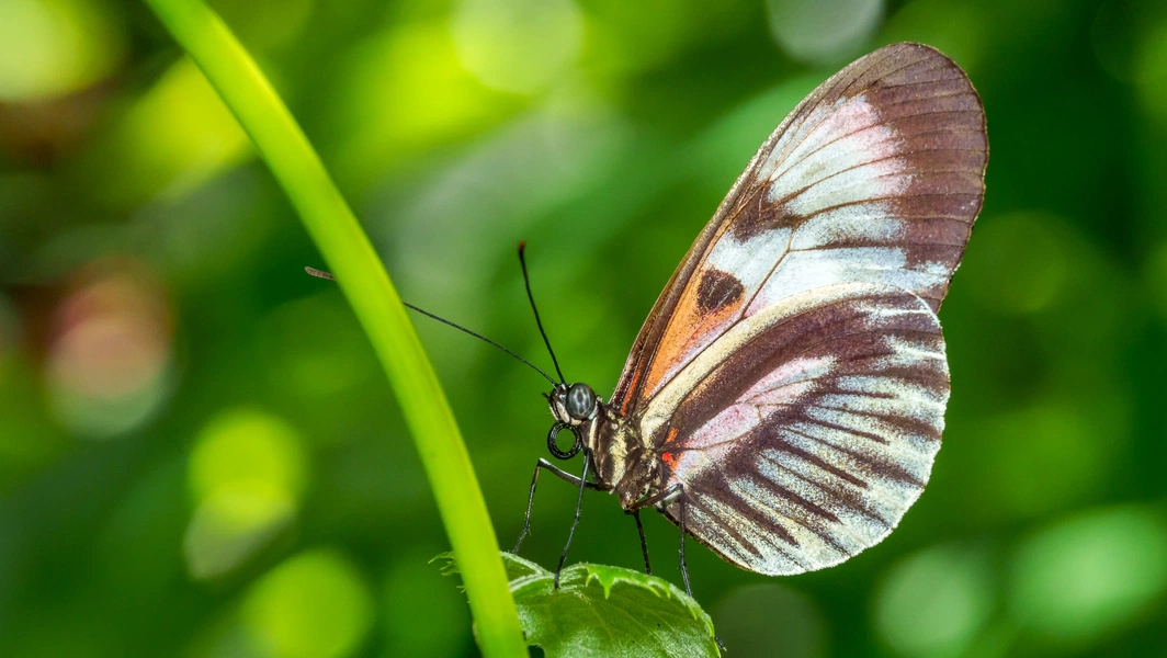 7 fascinating animals with transparent bodies