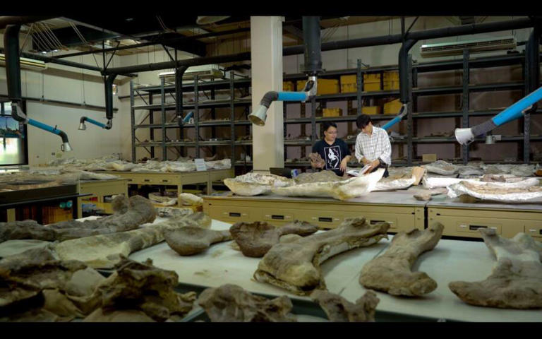 Paleontologists in Thailand just revealed the Nagatitan, an 88-foot ...