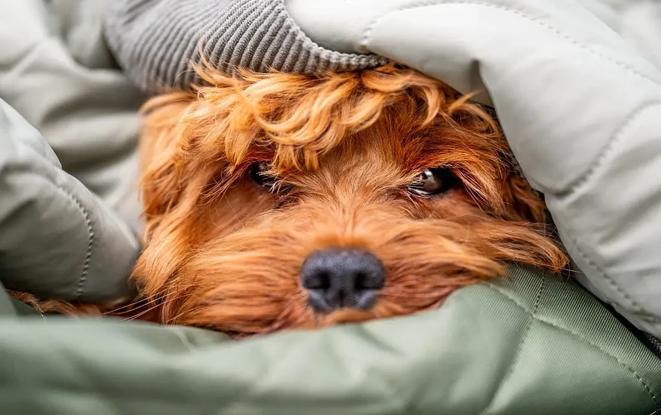 Experts outline 10 subtle signs of stress in dogs