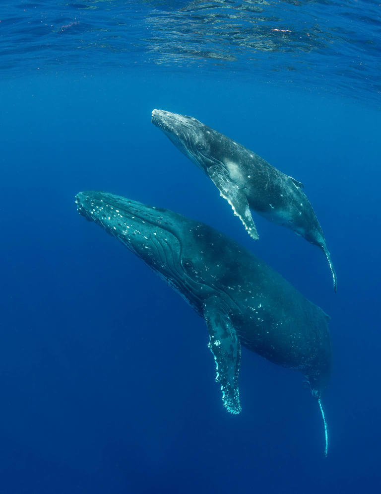 Watch a baby whale's first breach as mom shows her how it's done