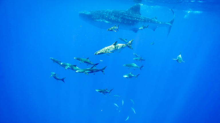 Offshore Florida’s Gulf Coast, scientists chase the world’s largest fish