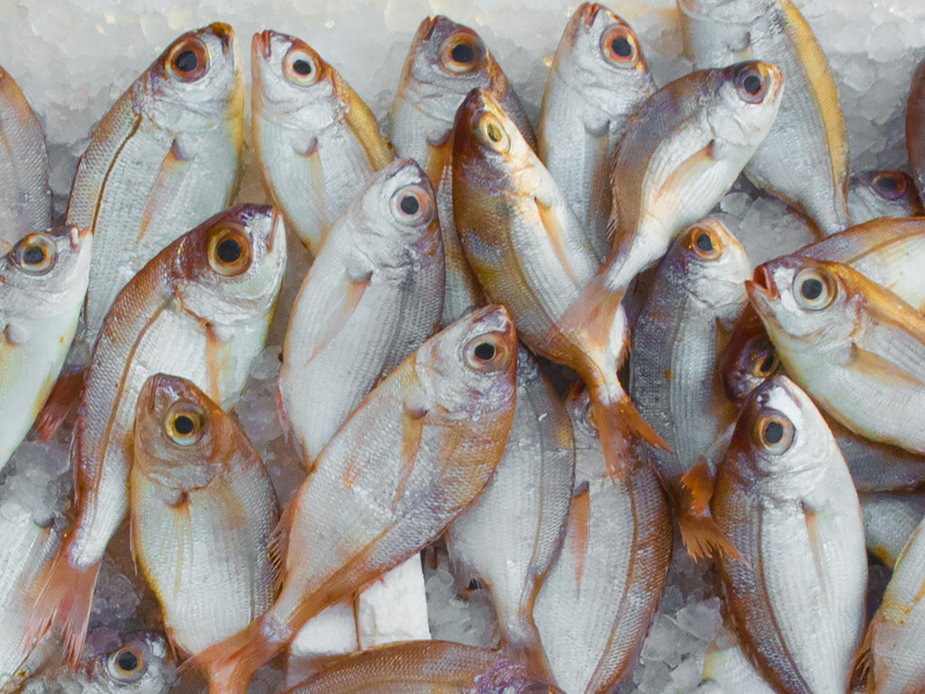 Tarifaço de Trump ameaça pescado brasileiro, mas setor ganha apoio nos EUA