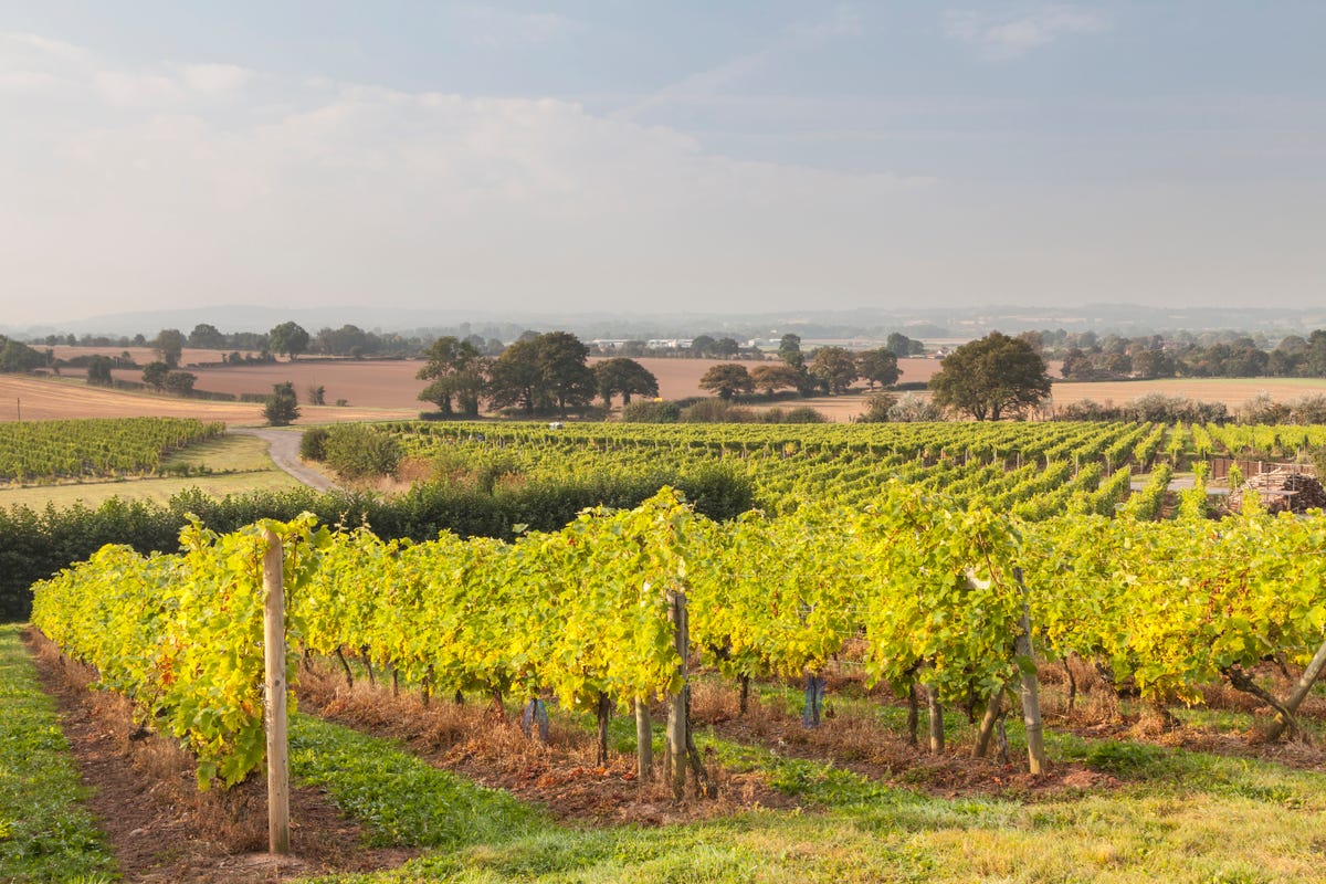12 stunning English vineyards you’ll want to visit this summer
