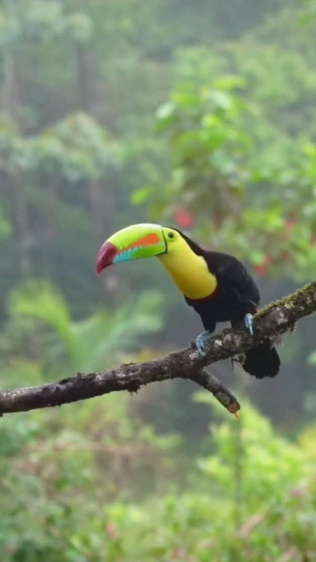 Stunning keel billed toucan in Costa Rica wildlife moment