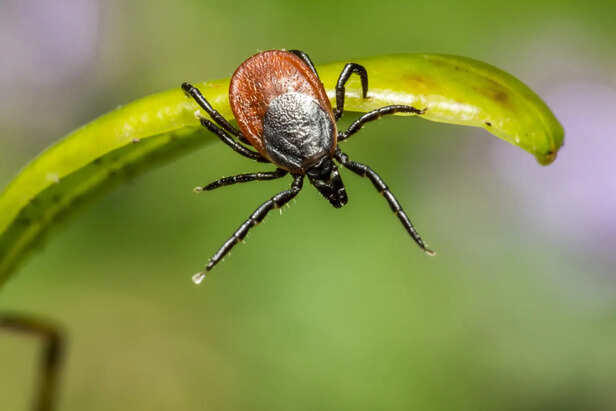7 bugs that look harmless but are very dangerous for your dog
