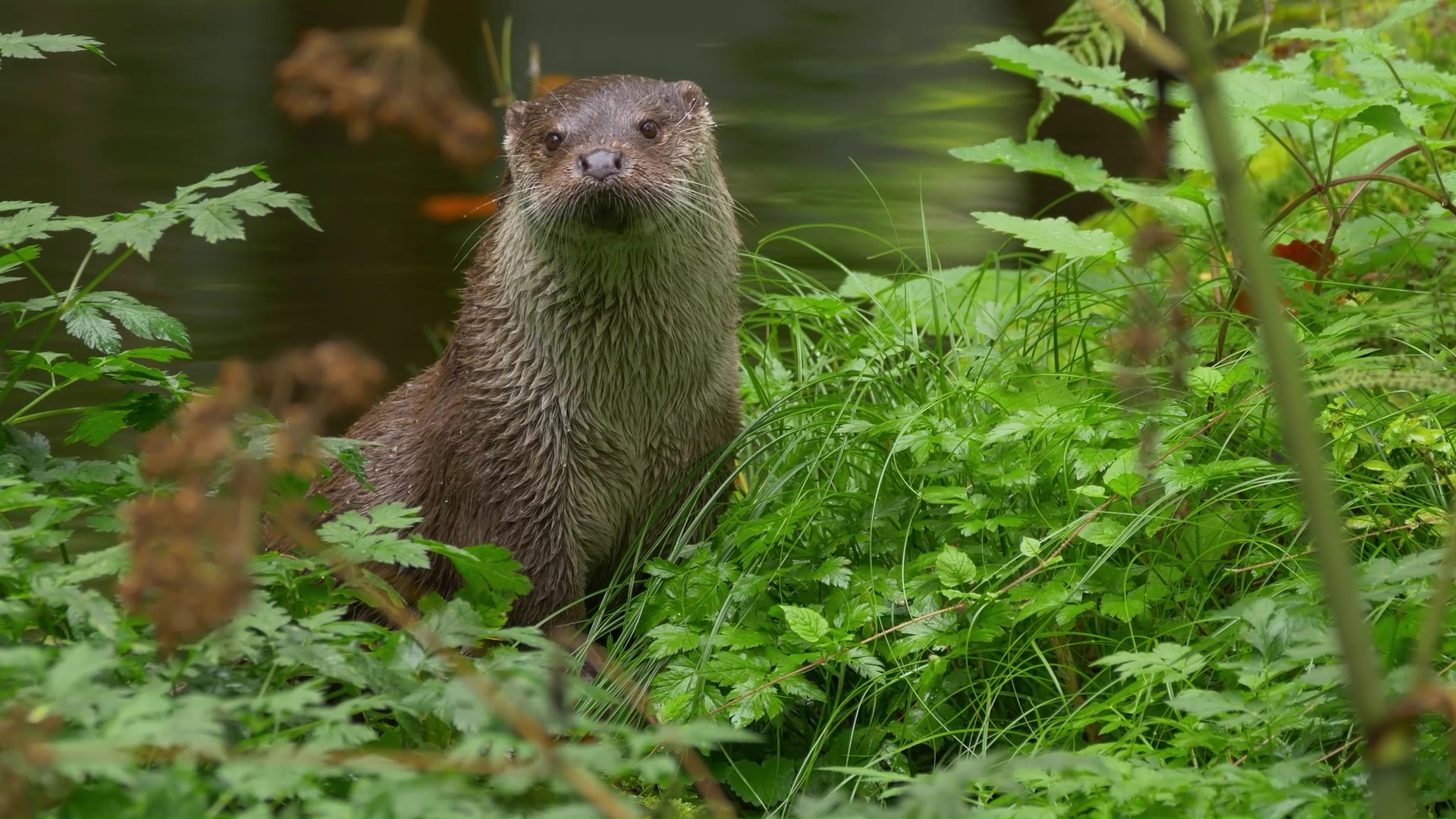 I filmed an otter during a quiet moment