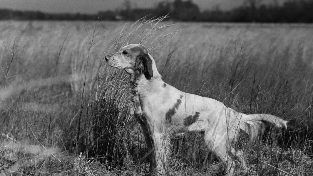 5 signs your dog wants space