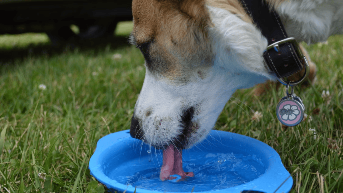 Most dog owners forget this daily task and it could affect their pet's ...