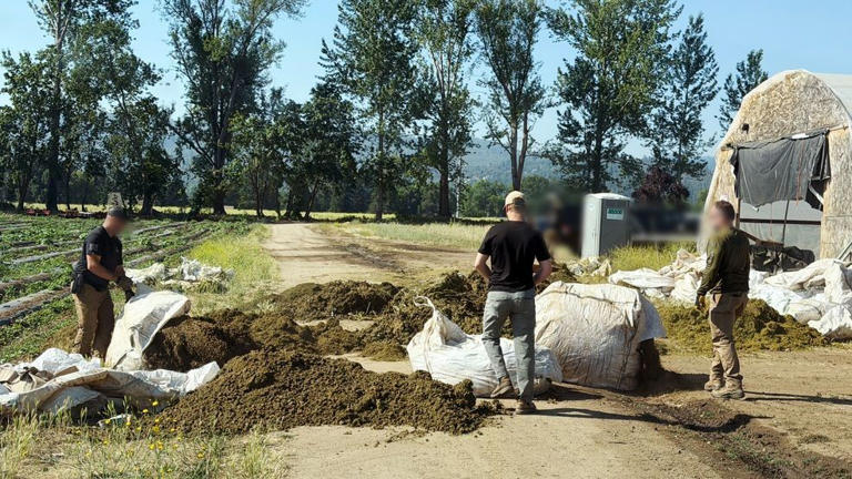 One arrested after 25,000 marijuana plants seized at illegal grow in ...