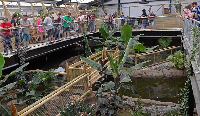Croc horror suspect had broken away from his carers before horrific ...