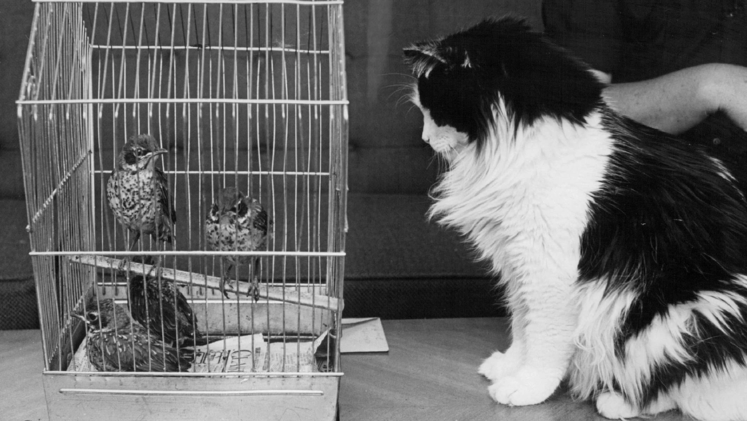 Decoding common and curious cat behaviors