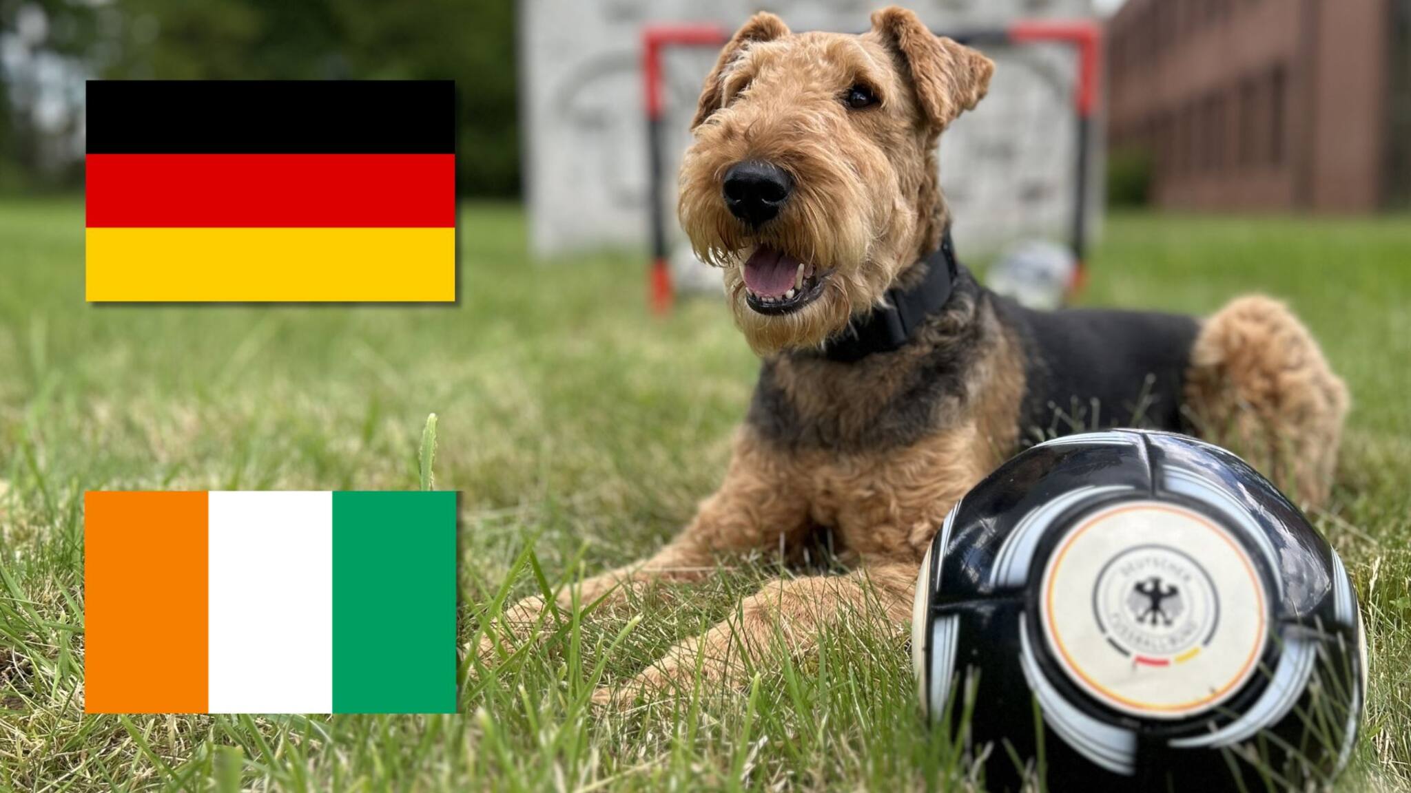Deutschland gegen Elfenbeinküste: So sagt TAH-Verlagshündin Yuna das ...
