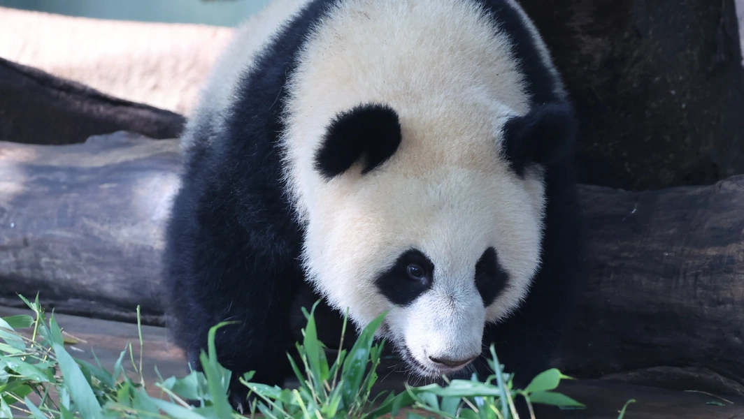 13 remarkable facts about giant pandas
