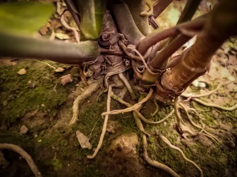 Plants talk to each other through underground root networks