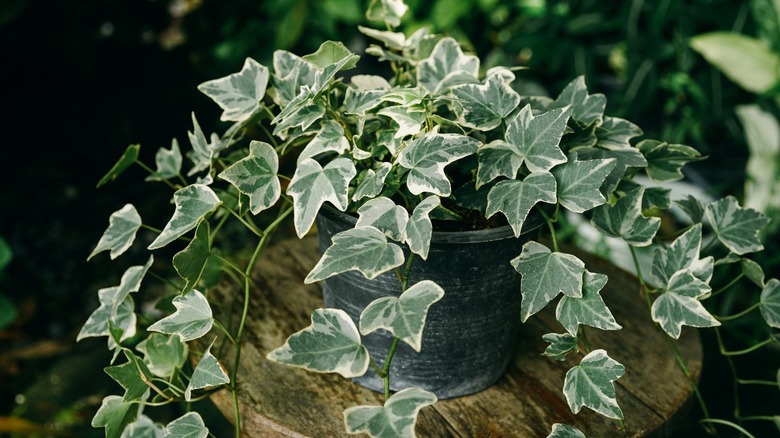 The 11 most dramatic plants for your maximalist home