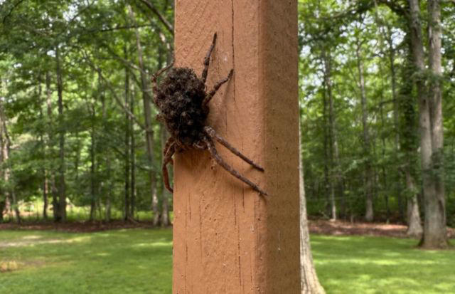'I need answers': Virginia parent finds wolf spider carrying dozens of ...