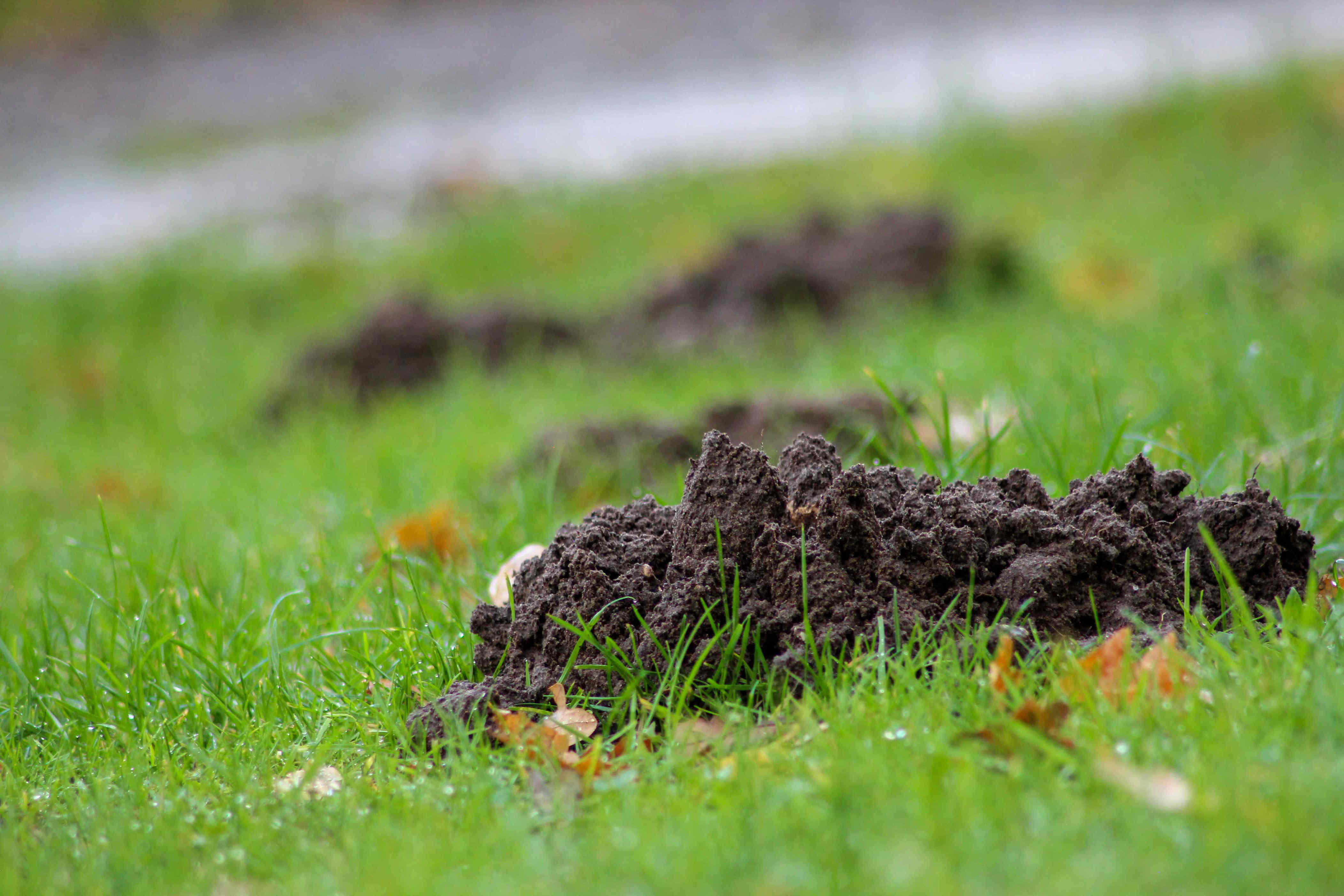 6 expert-approved tricks that can help keep burrowing pests out of your ...