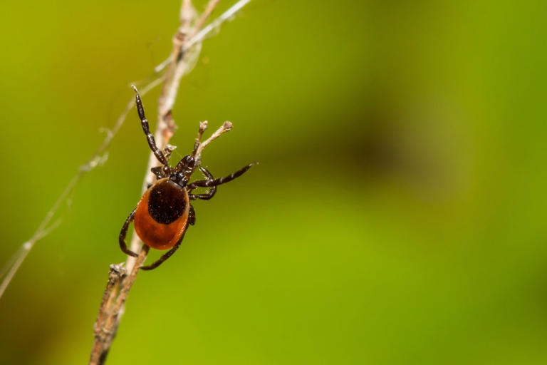 Little-known tick bite disease leaves man nonverbal — what to know ...