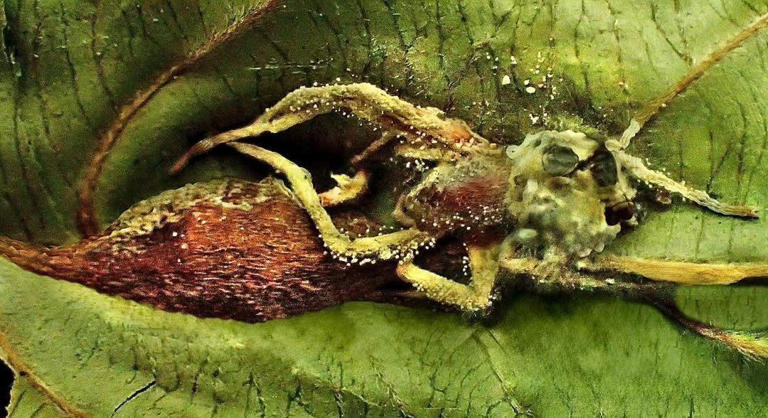 Scientists discover parasite that preys on insect-killing zombie fungus