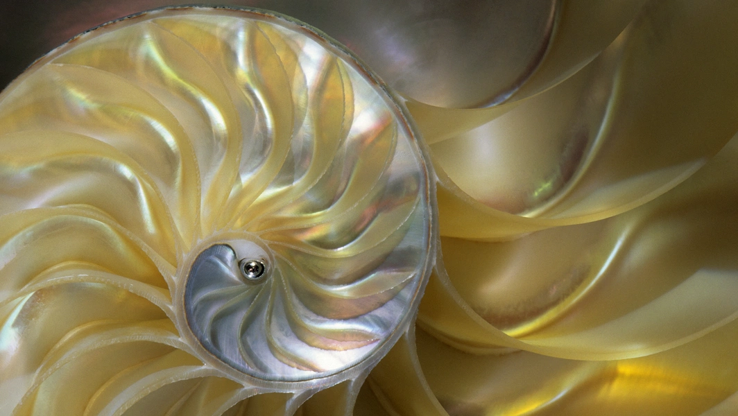 4 rare seashells prized by collectors