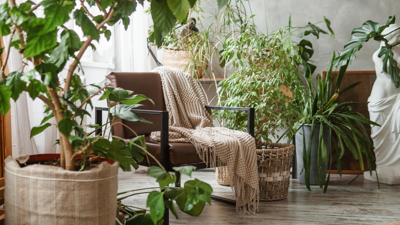 The 11 most dramatic plants for your maximalist home