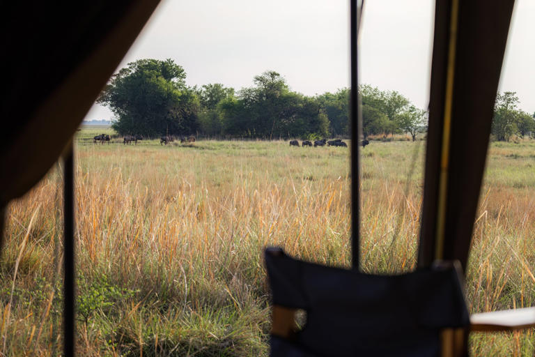 Woman hears noises outside tent in Tanzania, then she sees who’s hunting