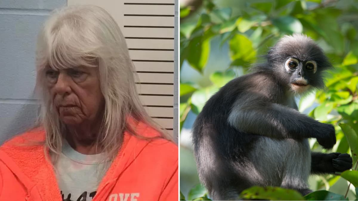 Missouri woman pleads guilty after allegedly trading her foster child ...
