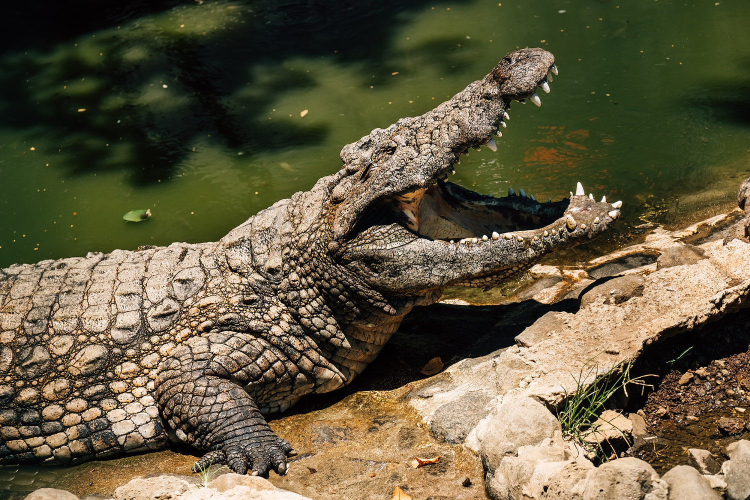 Three-year-old critically injured after ending up in a crocodile ...