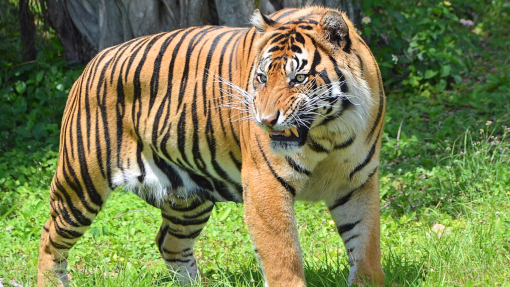 'Tiger King'-linked Miami zoo hit with federal violations after leopard ...