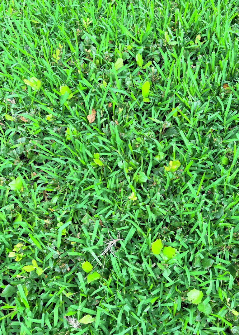 How to stop snails, oak shoots and other common garden problems