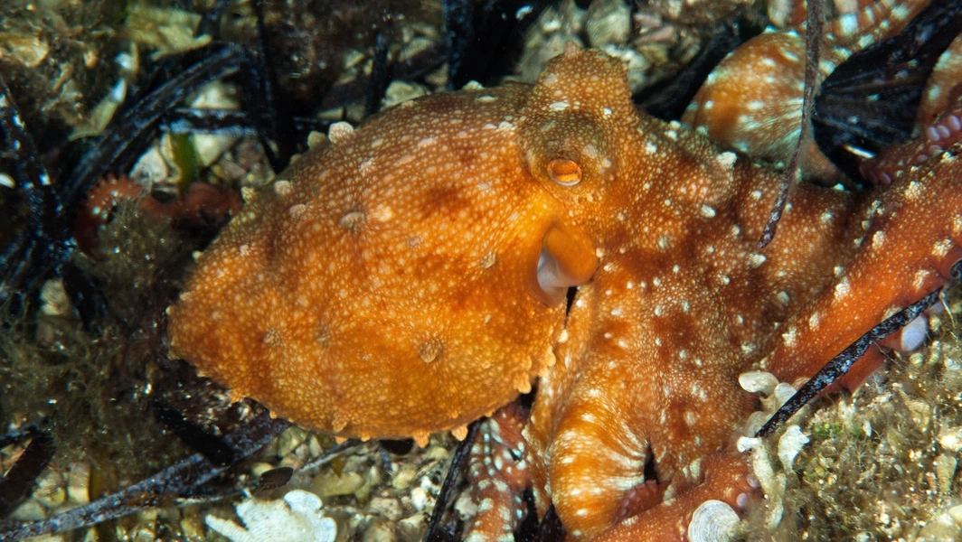 7 remarkable invertebrates and their distinctive traits