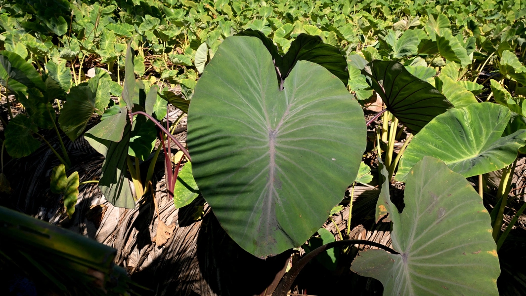 Taro varieties, nutrition, and global culinary traditions