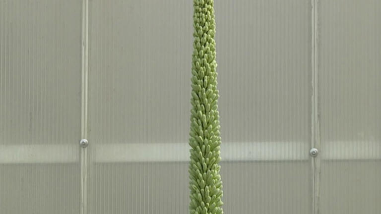 Agave cactus in bloom at the North Carolina Zoo