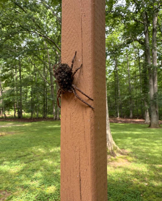 'I need answers': Virginia parent finds wolf spider carrying dozens of ...
