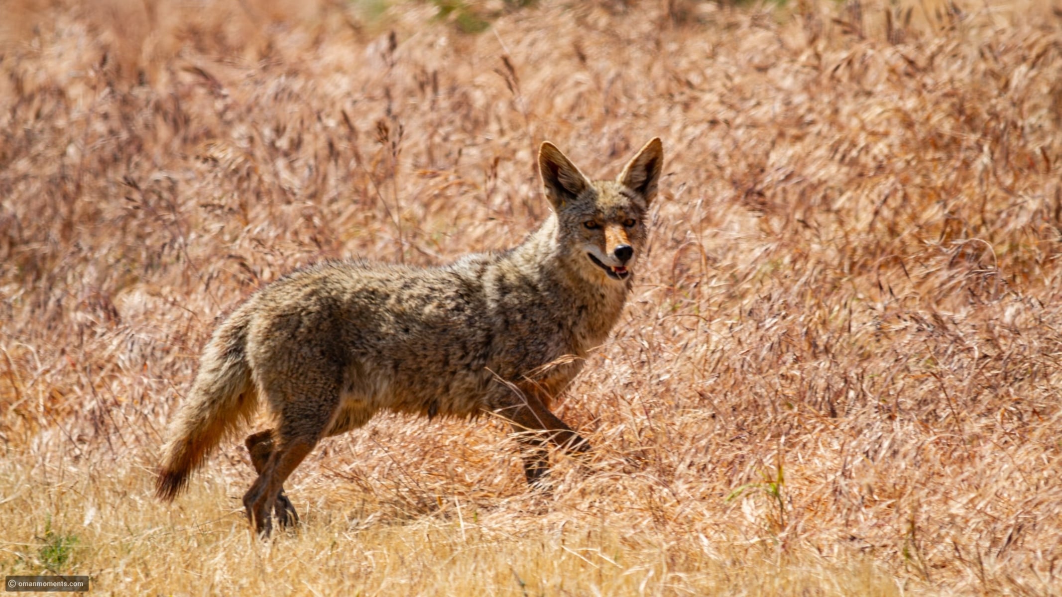 8 wild animals that now thrive in Canadian cities