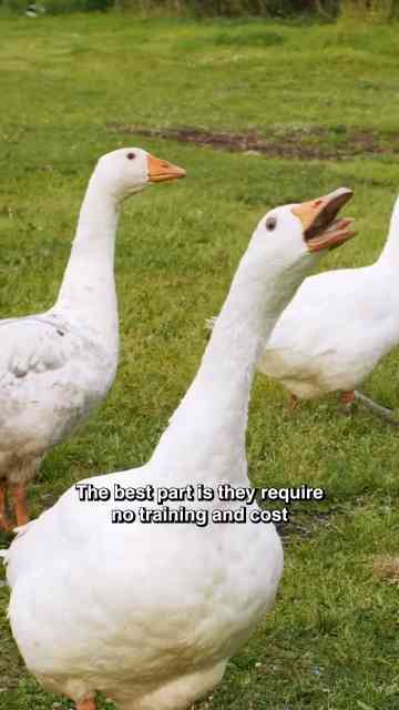 Maximum-security prison fires its guard dogs and hires geese instead
