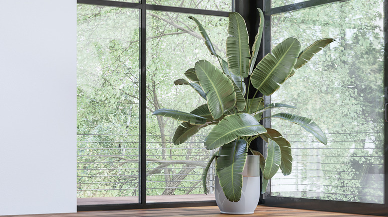 The 11 most dramatic plants for your maximalist home