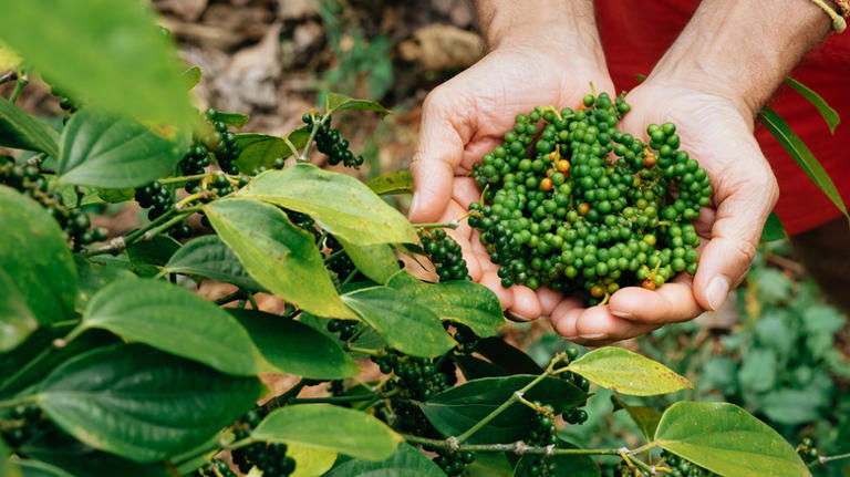 Where do peppercorns come from? The fascinating journey to your table