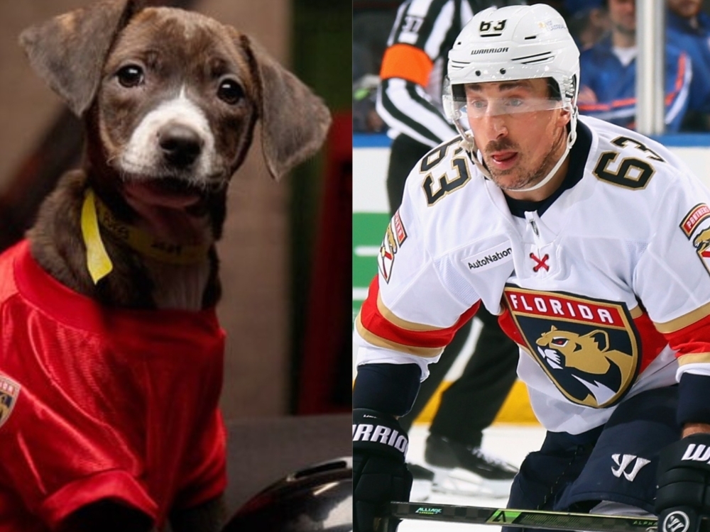 Dog named after Maple Leafs rival last one left in 'Stanley Pup ...