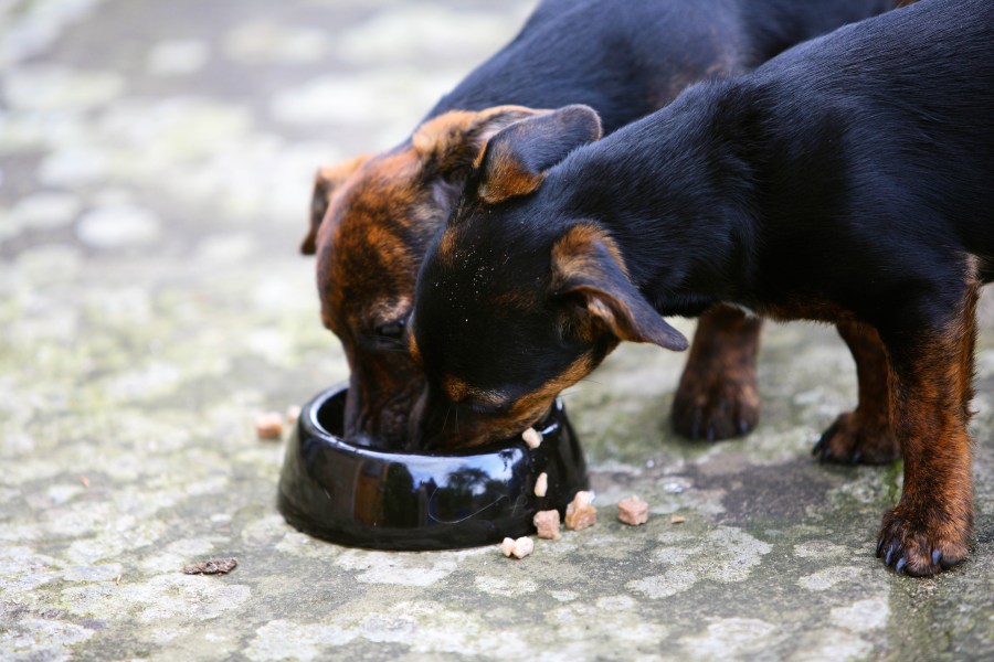 Over 400K pounds of pet food sold in NY, NJ recalled over listeria concerns