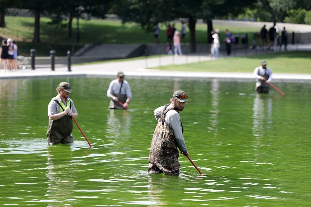 MAGA has a new meaning after Trump's reflecting pool mishap, and it’s ...