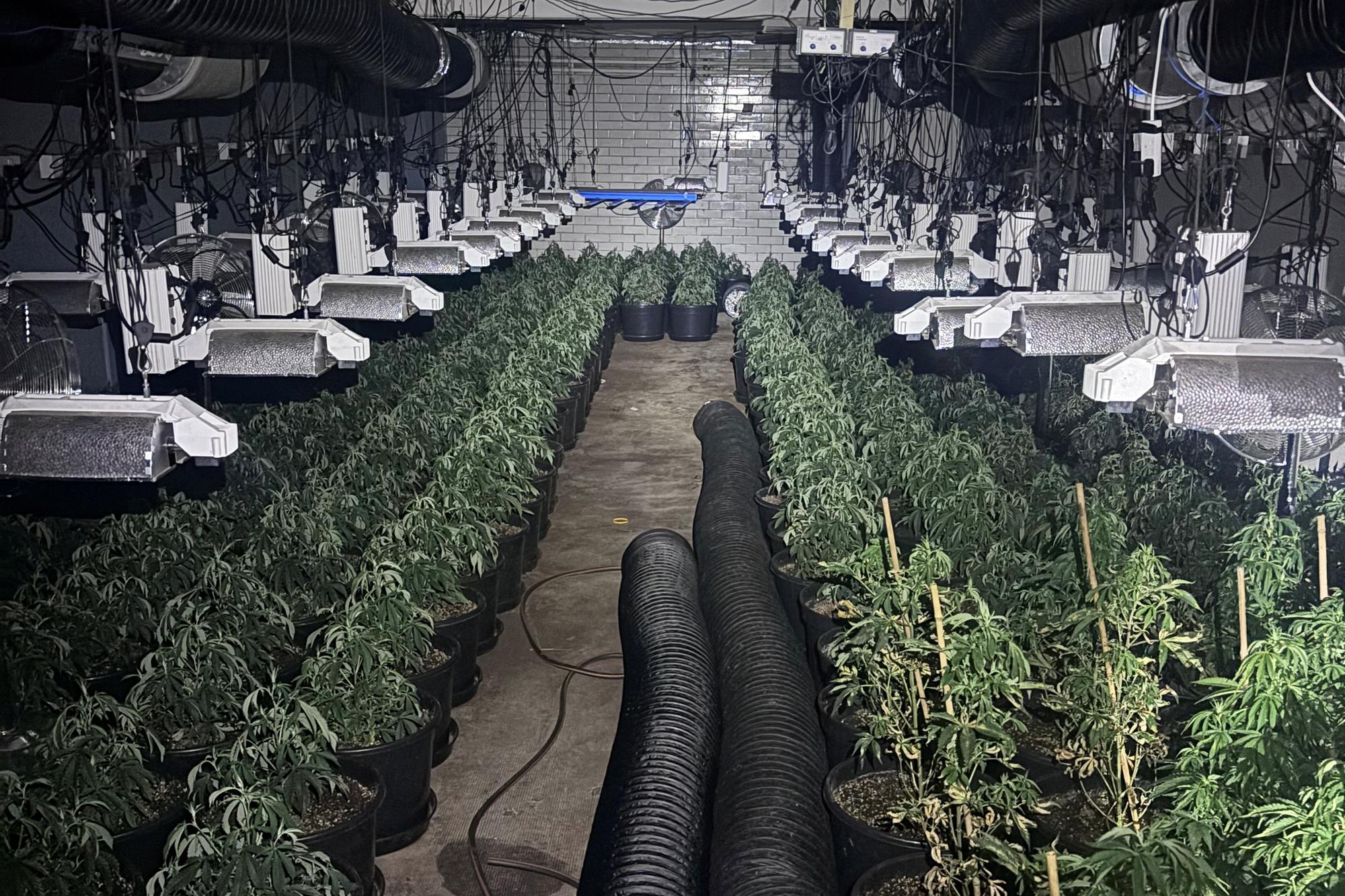Letter: Cannabis discovery raises serious questions