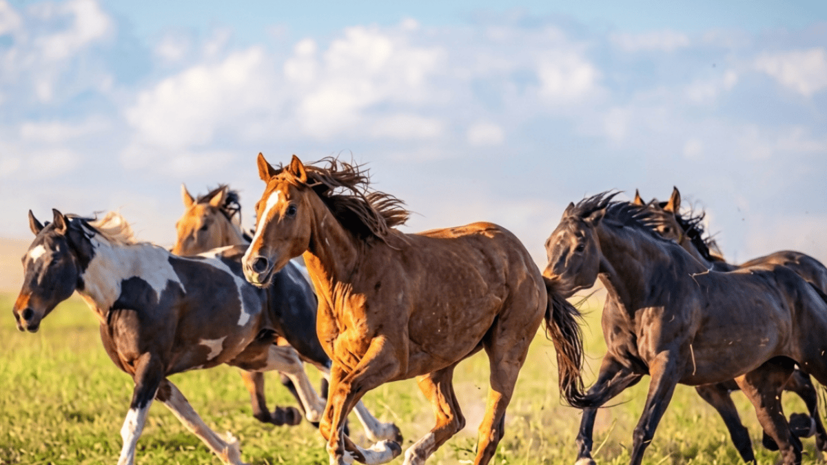 Which horse breed reflects your deepest personality based on your ...