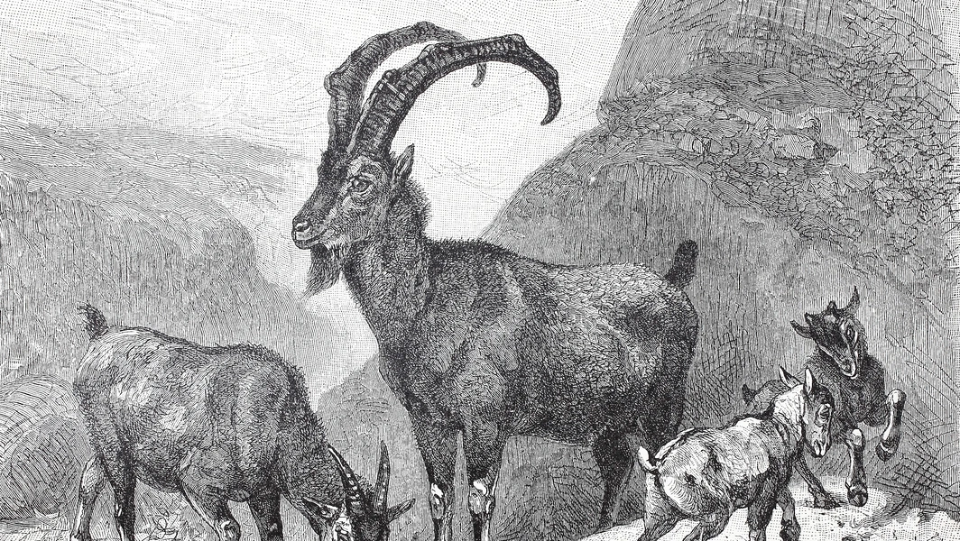 13 fascinating facts about goats